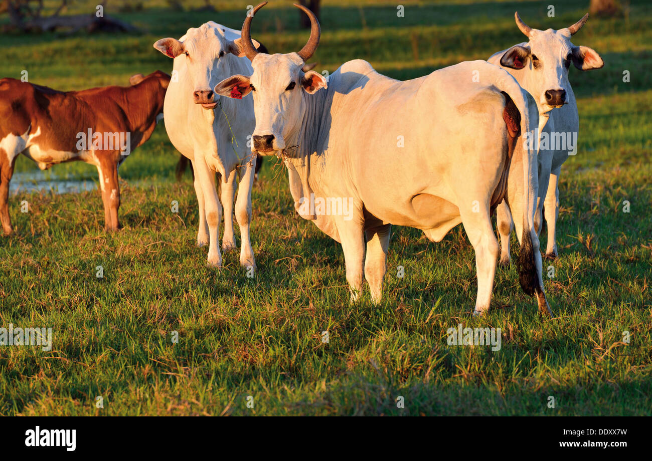 Brazil, Mato Grosso: Nelore cows are the dominant race in the Pantanal ...