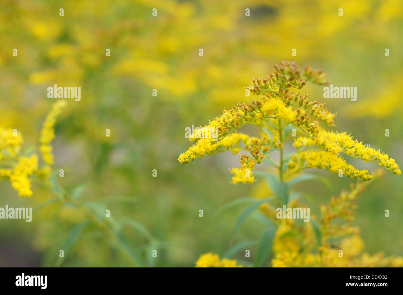 Golden rod wildflower Stock Photo - Alamy