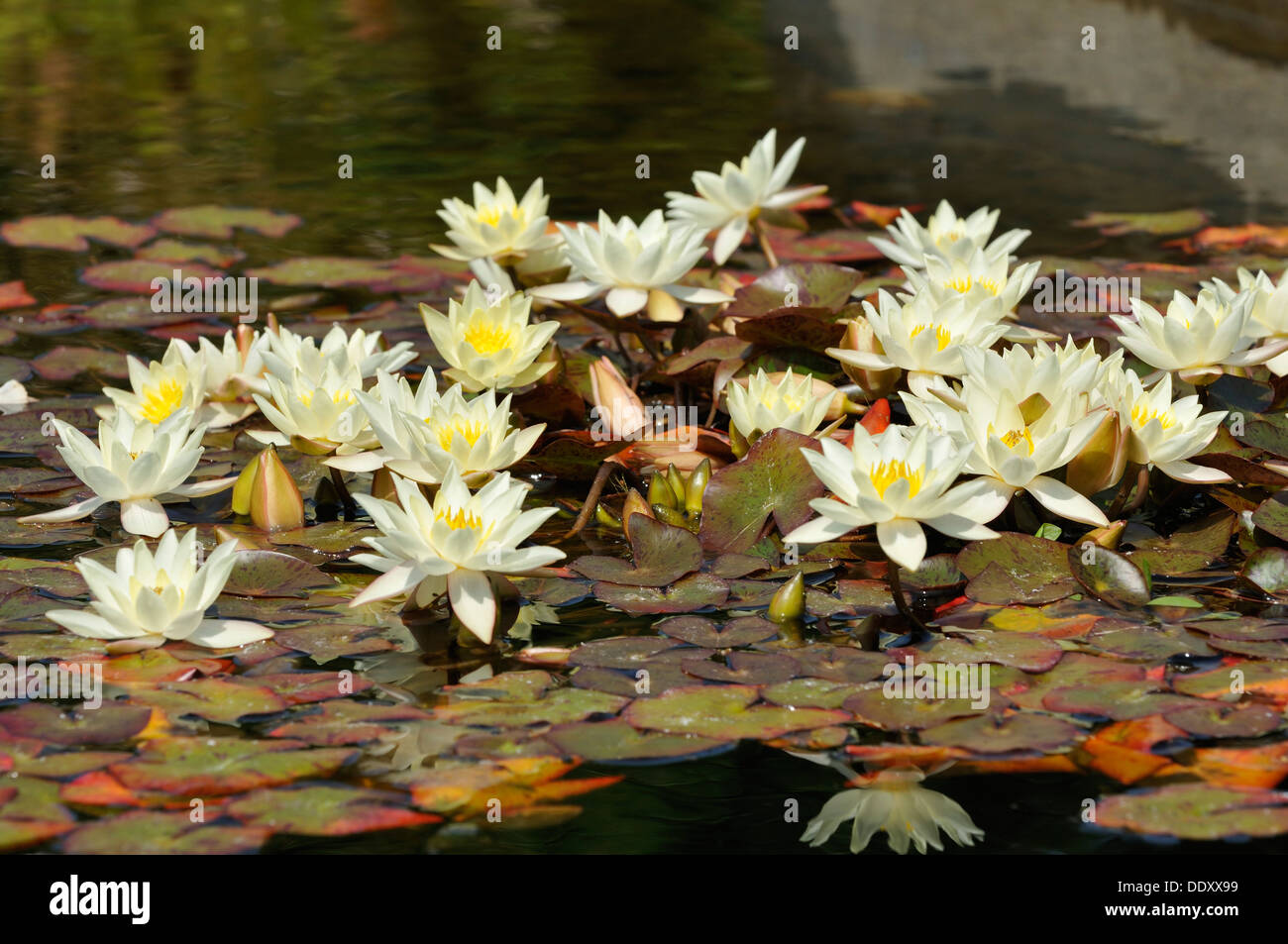 Dwarf Yellow Water-lily - Nymphaea ‘pygmaea helvola’ Stock Photo - Alamy
