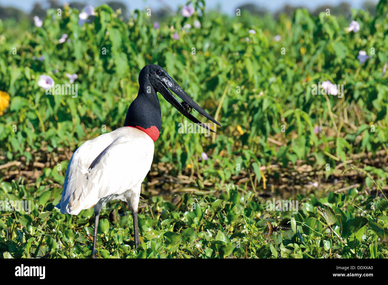 Brazil, Pantanal: Jabiru stork (Jabiru mycteria) looking for food Stock ...