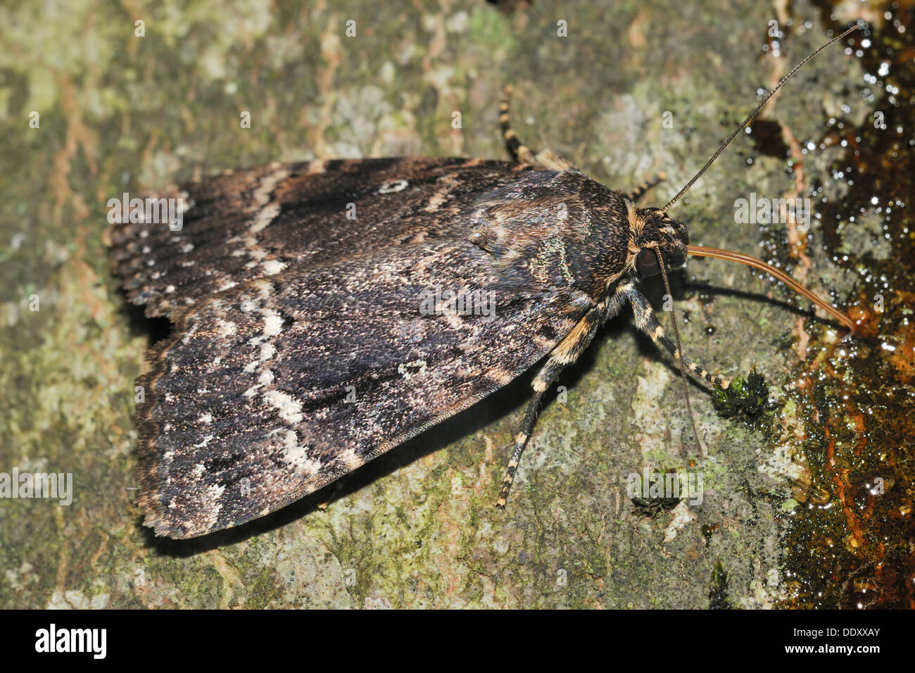 Copper Underwing Moth - Amphipyra pyramidea Feeding at night showing ...
