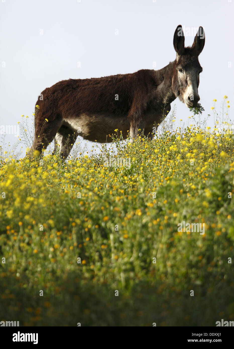 Burro comiendo hi-res stock photography and images - Alamy