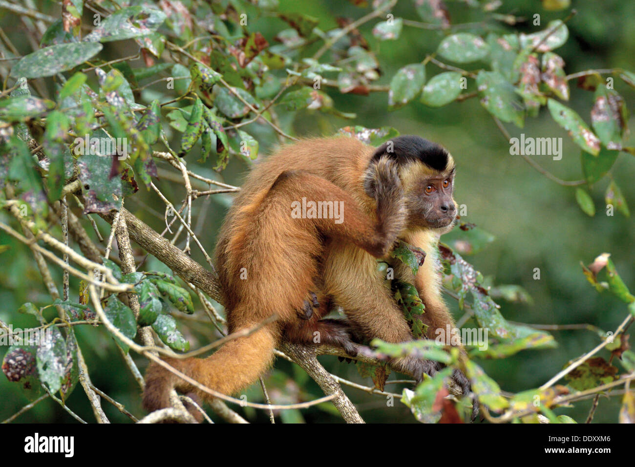 Monkey scratching head hi-res stock photography and images - Alamy