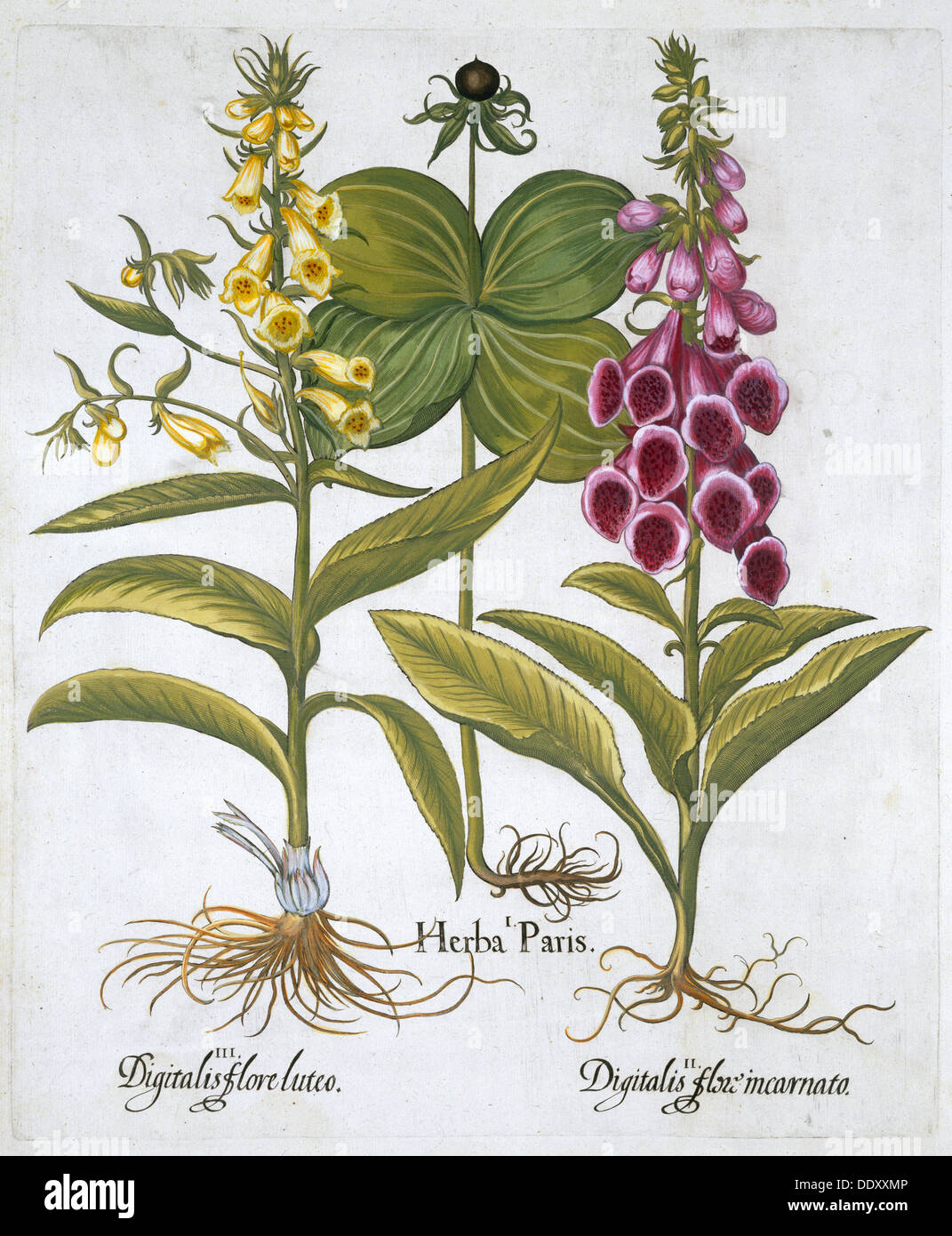 Herb Paris (Solanum quadrifolium), Common Foxglove (Digitalis Purpurea ...
