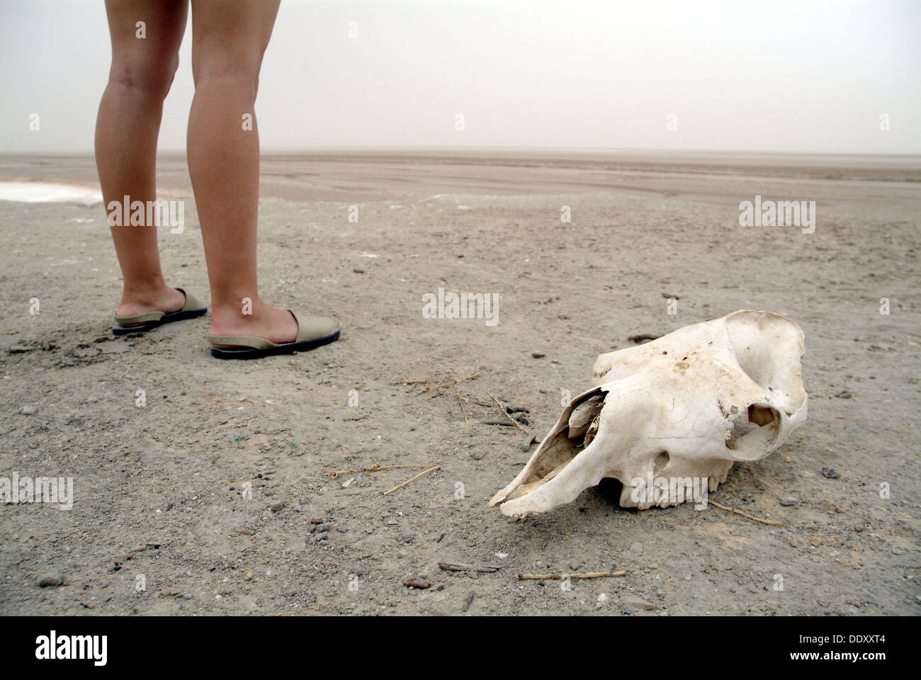 Chott el gharsa hi-res stock photography and images - Alamy