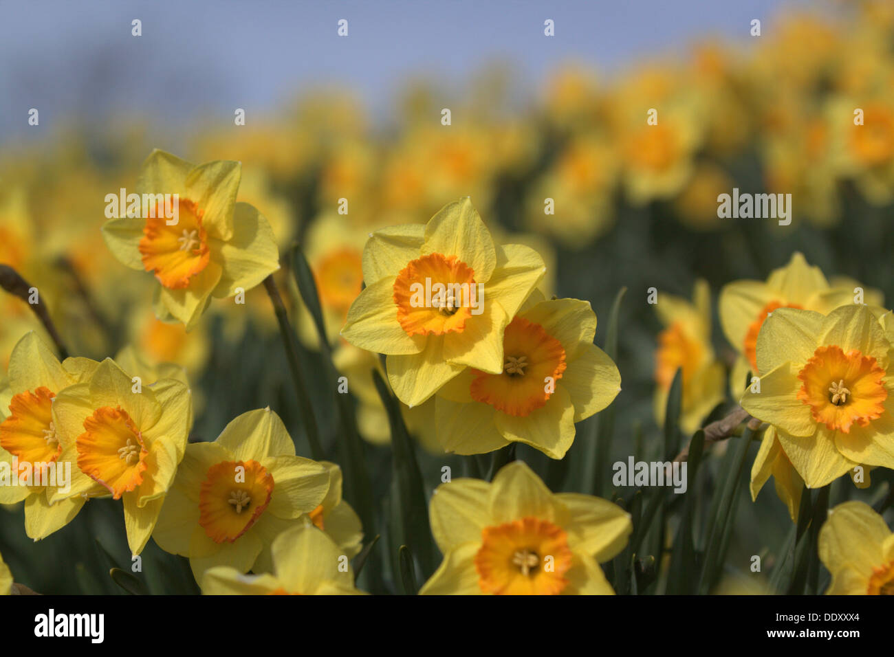 Daffodils in sunshine Stock Photo - Alamy