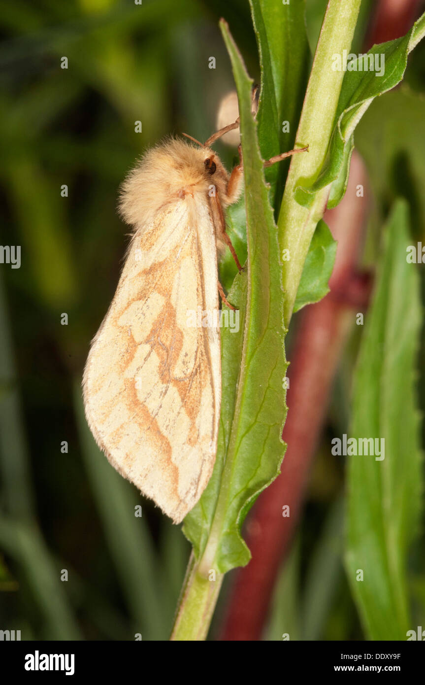 Ghost moth hi-res stock photography and images - Alamy