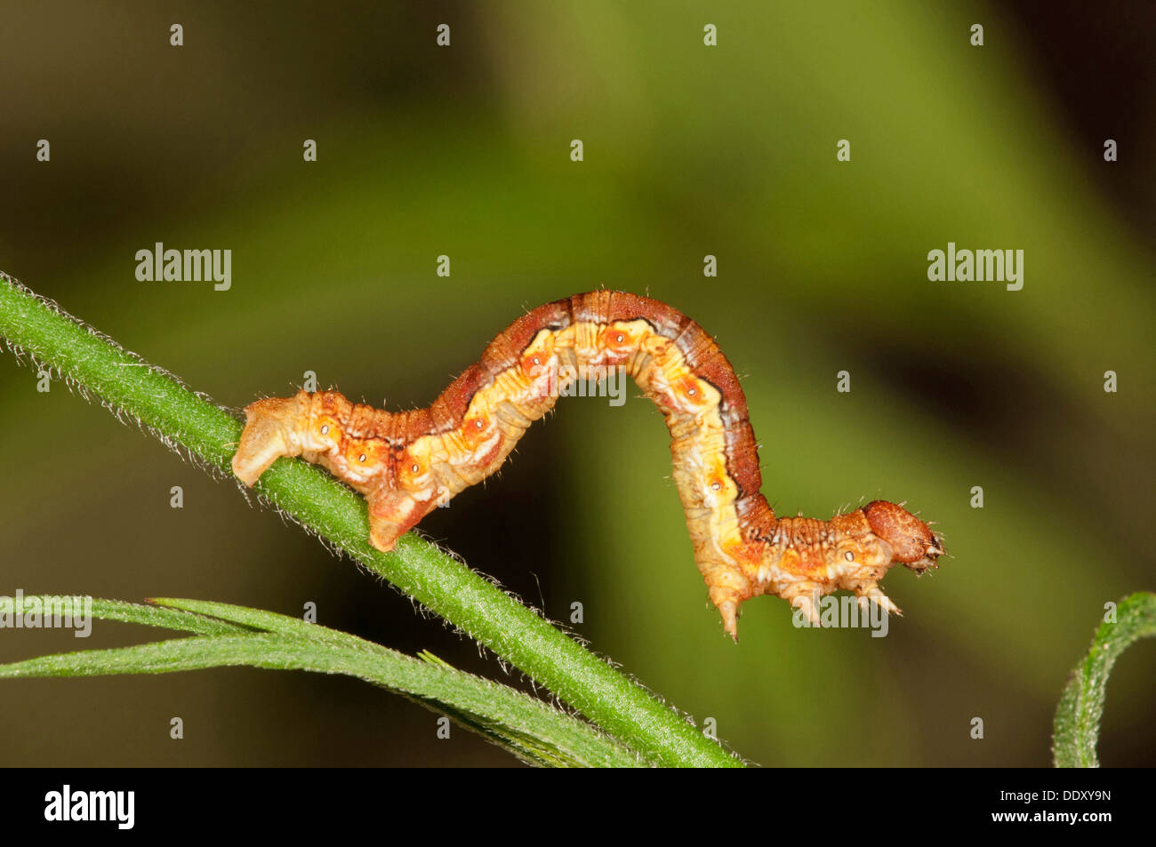Mottled Umber (Erannis defolaria), caterpillar foraging for food Stock ...