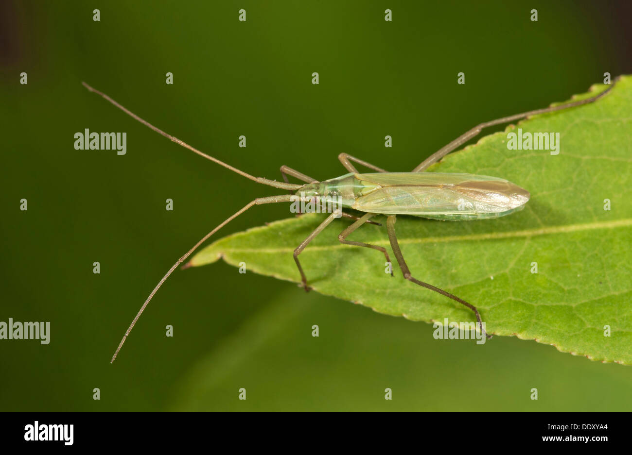 Long thin leaves hi-res stock photography and images - Alamy