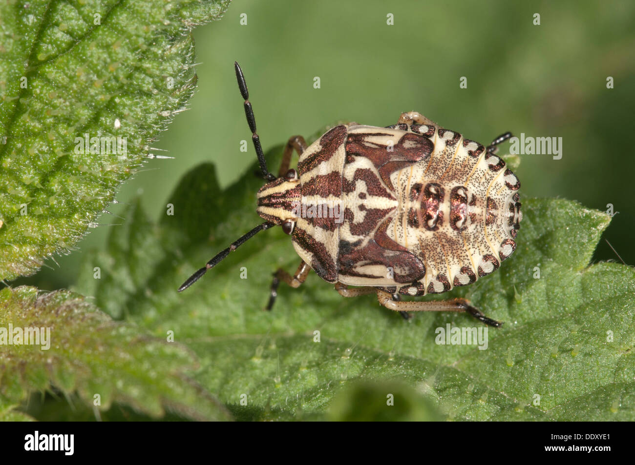 Purple Shield Bug (Carpocoris purpureipennis), larva in the fifth ...