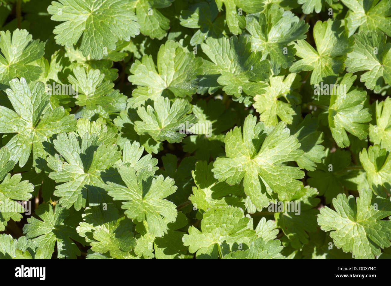 Botanical garden vienna university hi-res stock photography and images ...