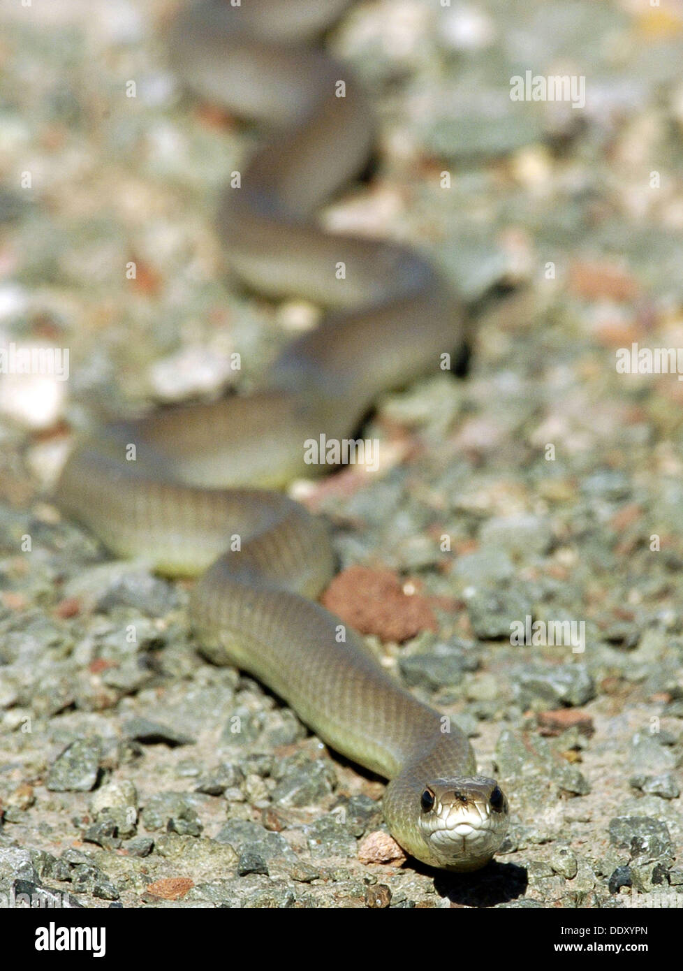 Black Racer Stock Photos & Black Racer Stock Images - Alamy