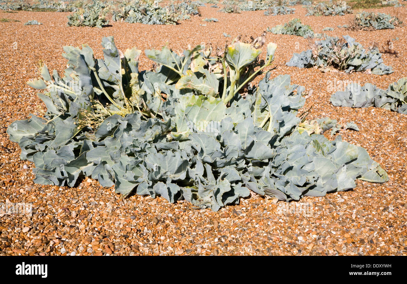Coastal Vegetation Plant Plants High Resolution Stock Photography and ...