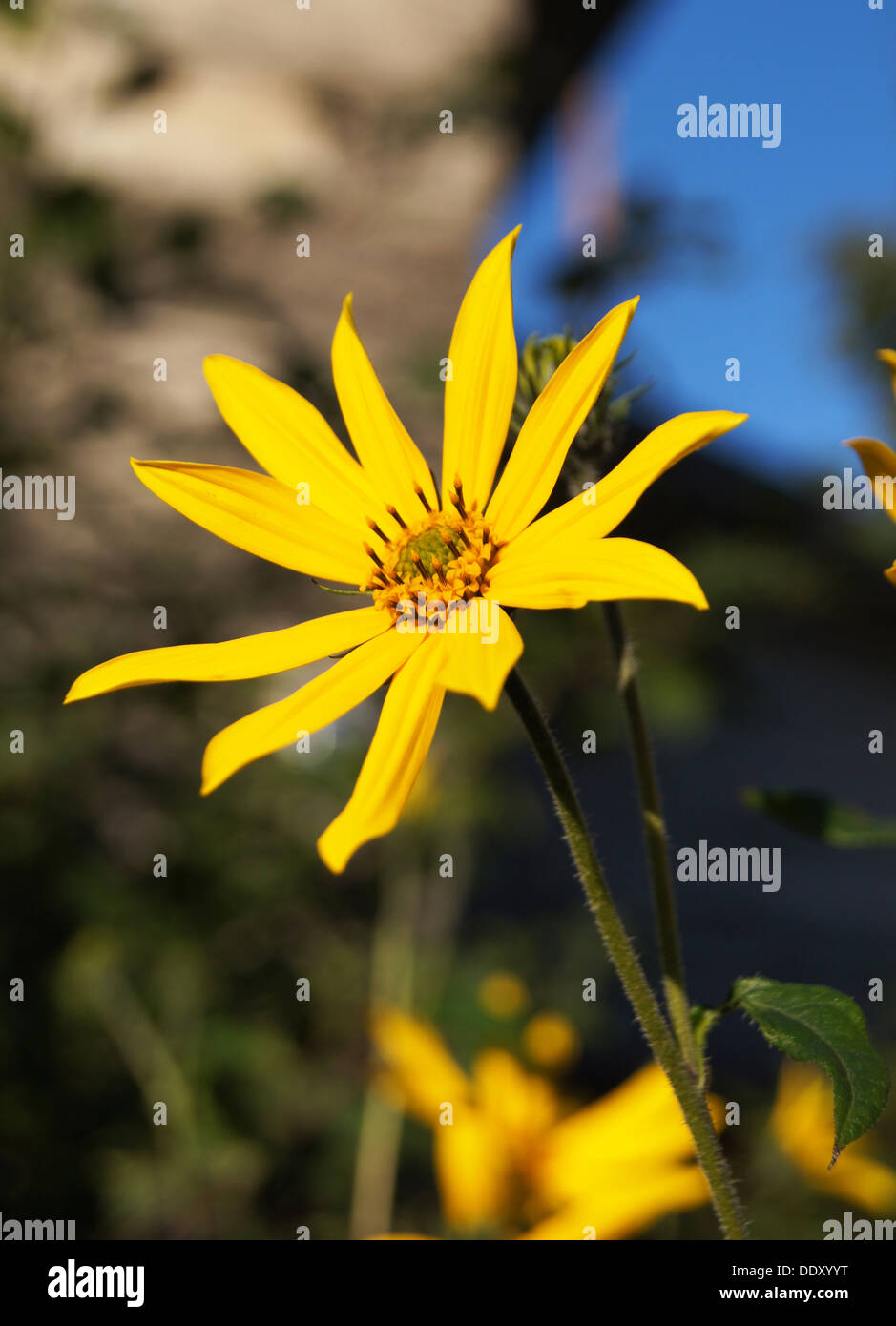 Topinambur flowers hi-res stock photography and images - Alamy