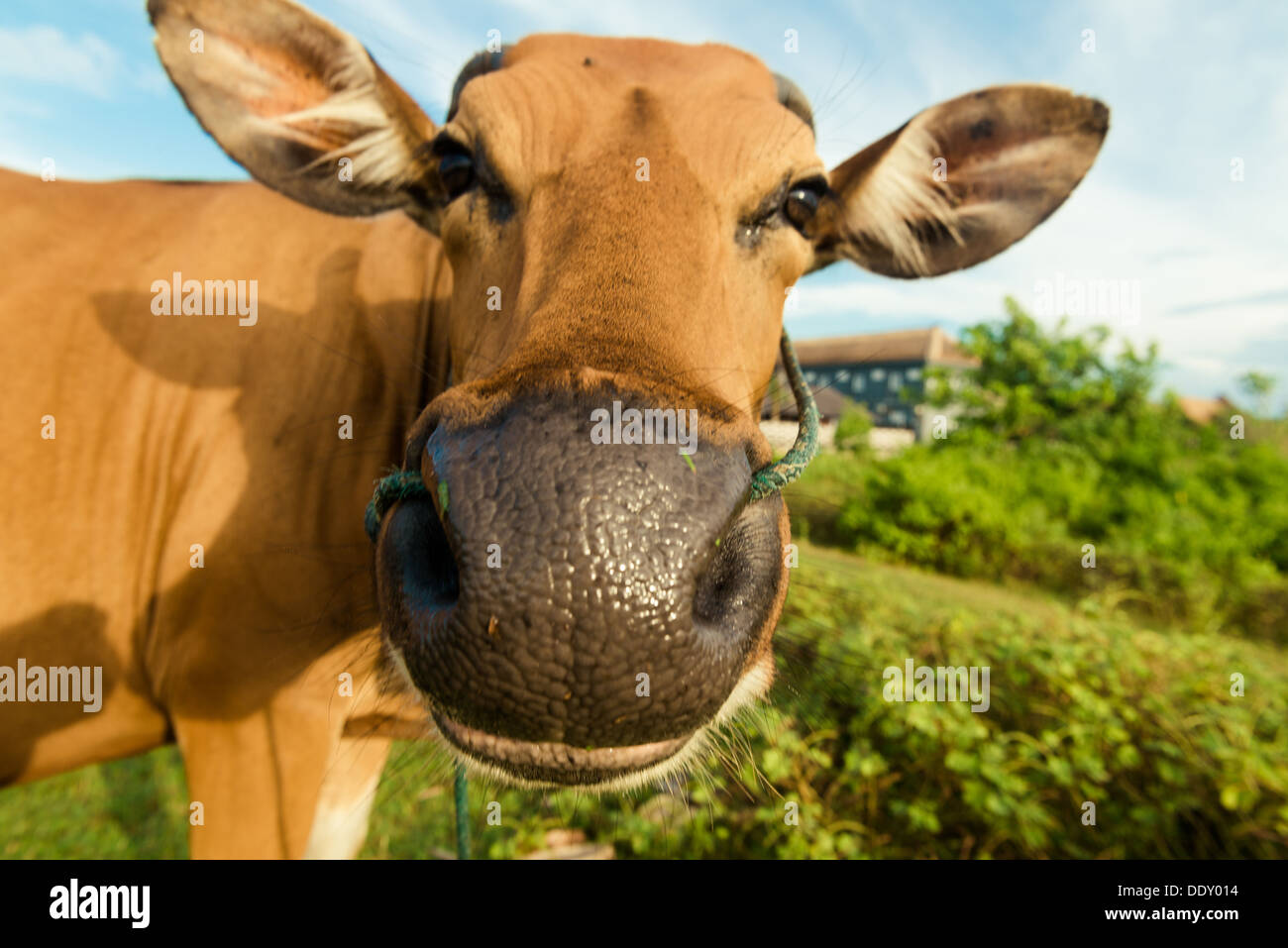 Close up shot of a brown domestic cow Stock Photo - Alamy