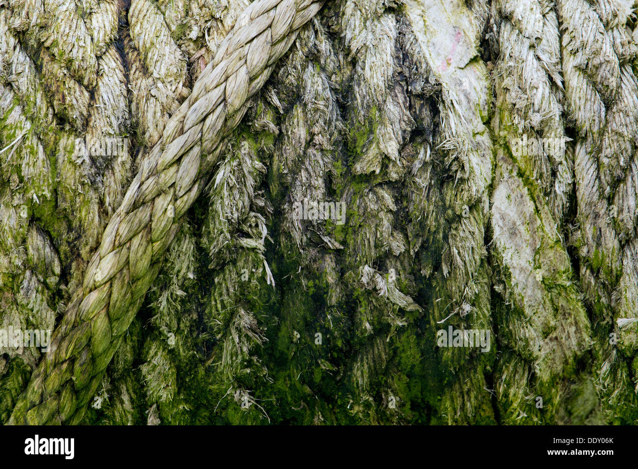 Moss covered ropes hi-res stock photography and images - Alamy