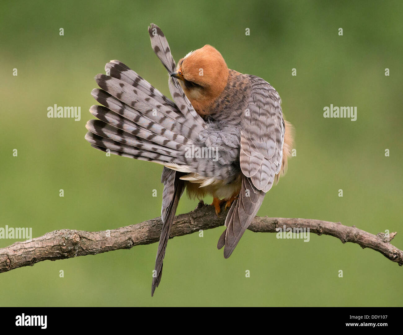Female Red-footed Falcon preening Stock Photo - Alamy