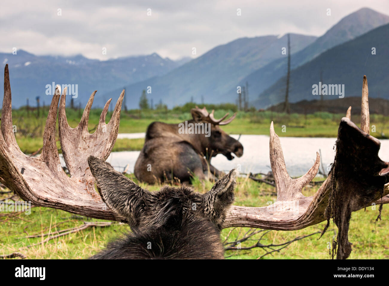 Moose (Alces alces Stock Photo - Alamy