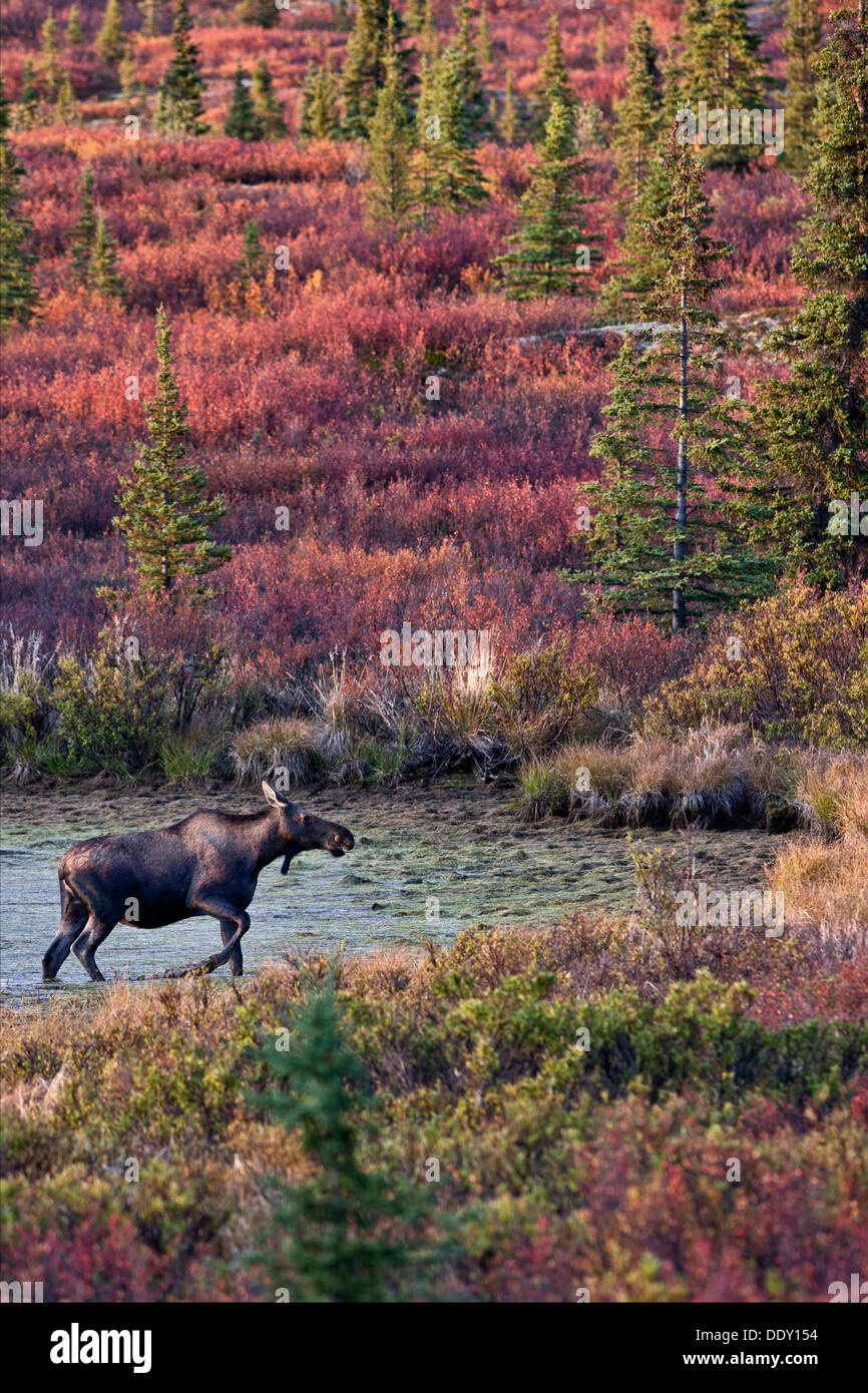Moose (Alces alces Stock Photo - Alamy