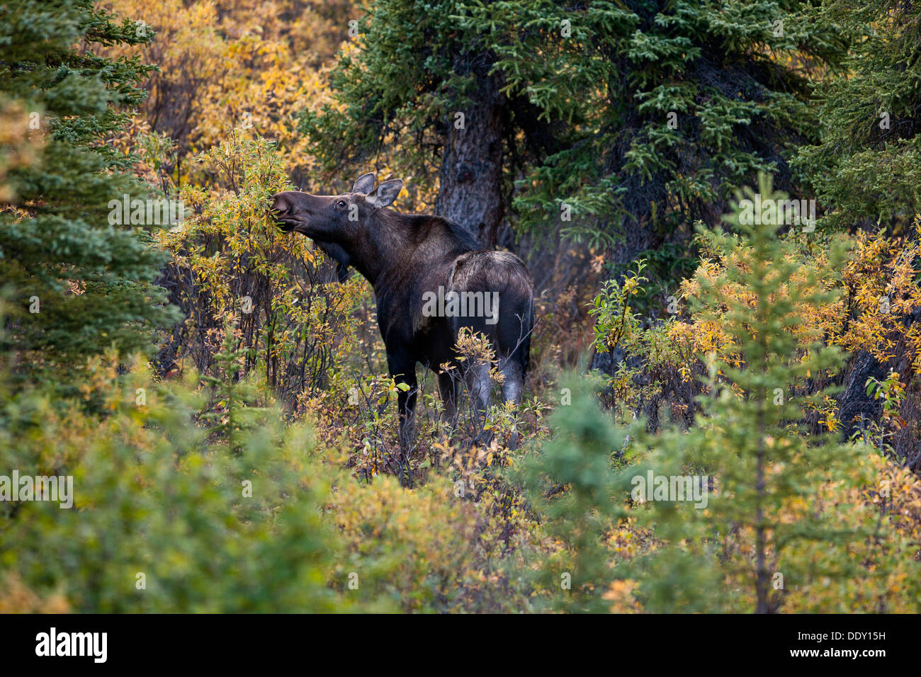 Moose eating plants hi-res stock photography and images - Alamy