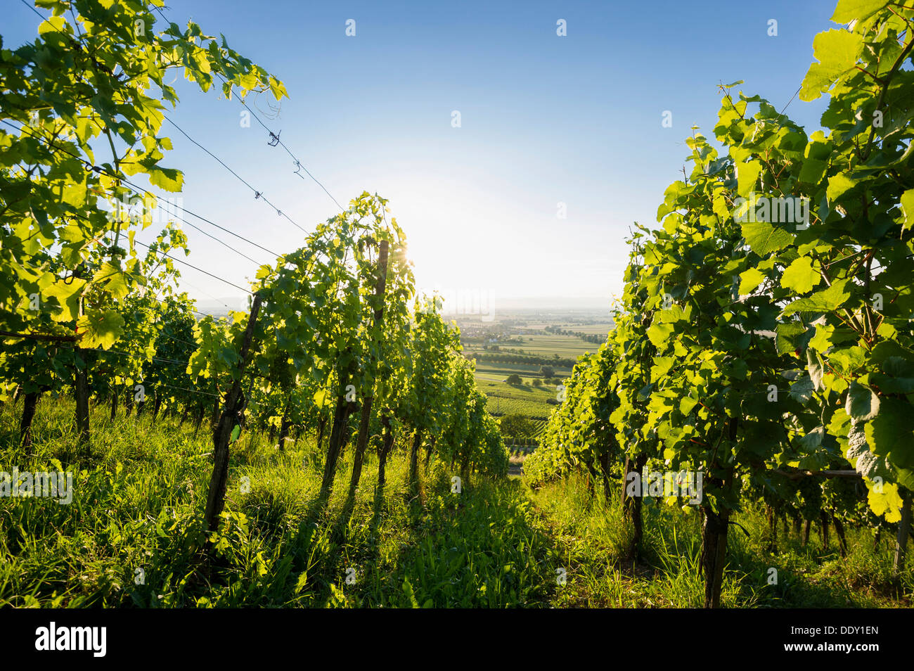 Rhine vineyard hi-res stock photography and images - Alamy