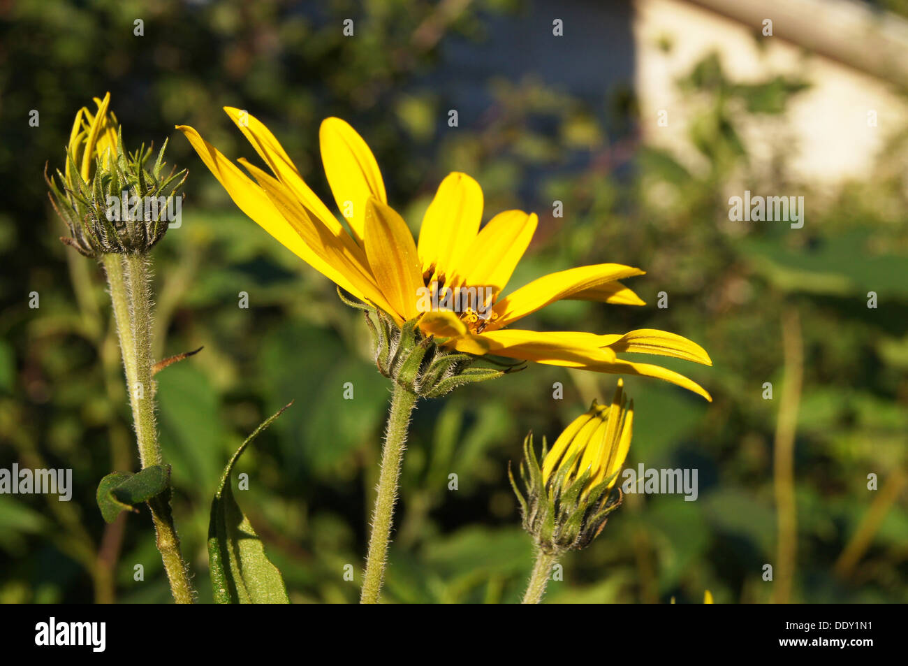 Topinambur flowers hi-res stock photography and images - Alamy