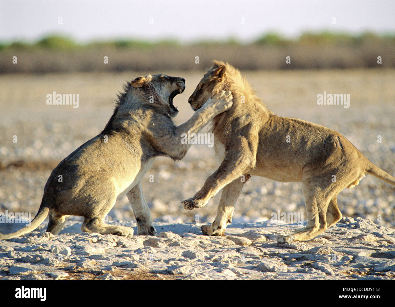 Two lions fighting hi-res stock photography and images - Alamy