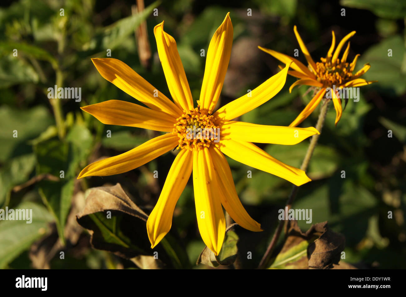 Topinambur flowers hi-res stock photography and images - Alamy