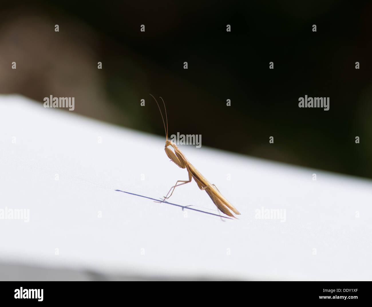 Sun mantis hi-res stock photography and images - Alamy