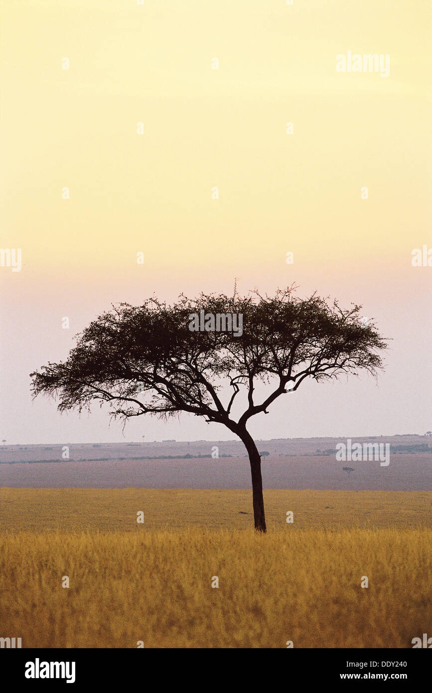 Colours of savanna hi-res stock photography and images - Alamy