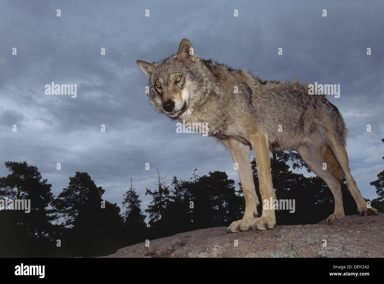Wolf Running At Night