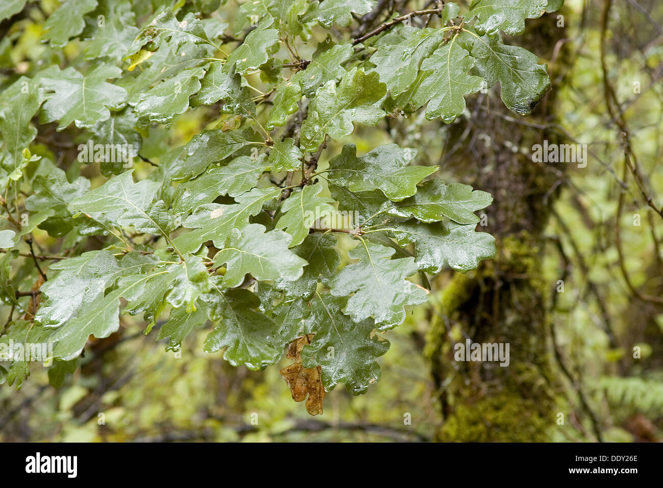 Quercus garryana tree branches hi-res stock photography and images - Alamy