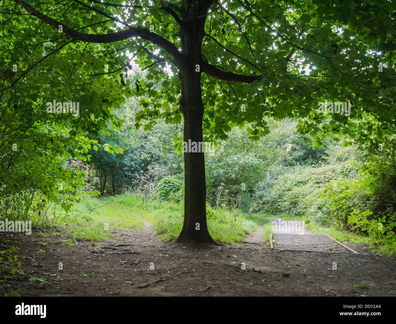 Enclosed forest and nature reserve in Belper, Derbyshire, United ...