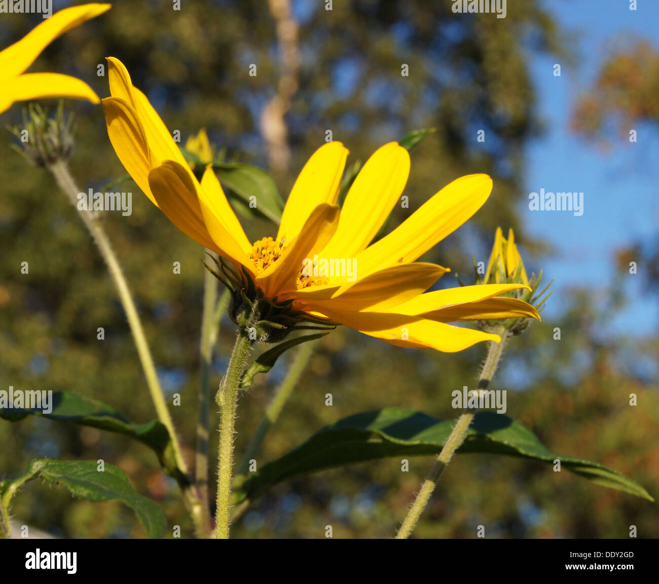 Topinambur flowers hi-res stock photography and images - Alamy