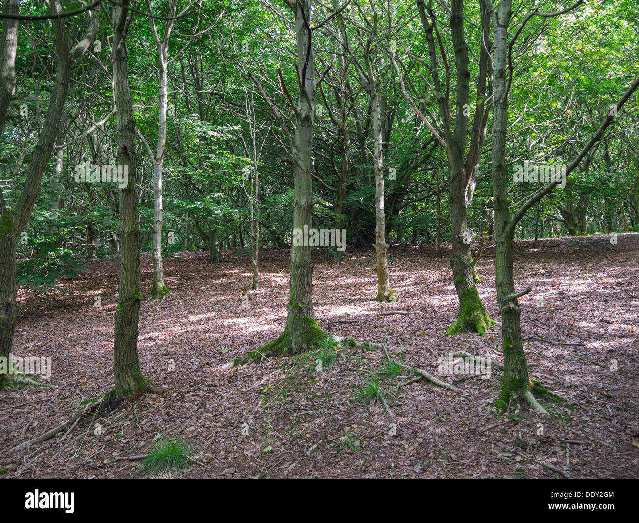 Enclosed forest and nature reserve in Belper, Derbyshire, United ...