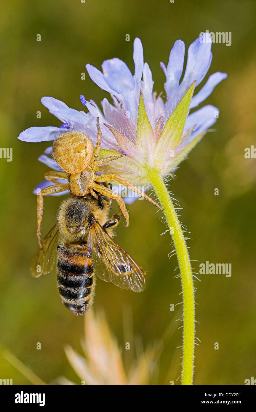 Spider devouring an insect hi-res stock photography and images - Alamy