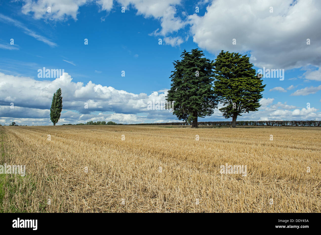Trees on farmland at Castor near Peterborough Stock Photo - Alamy