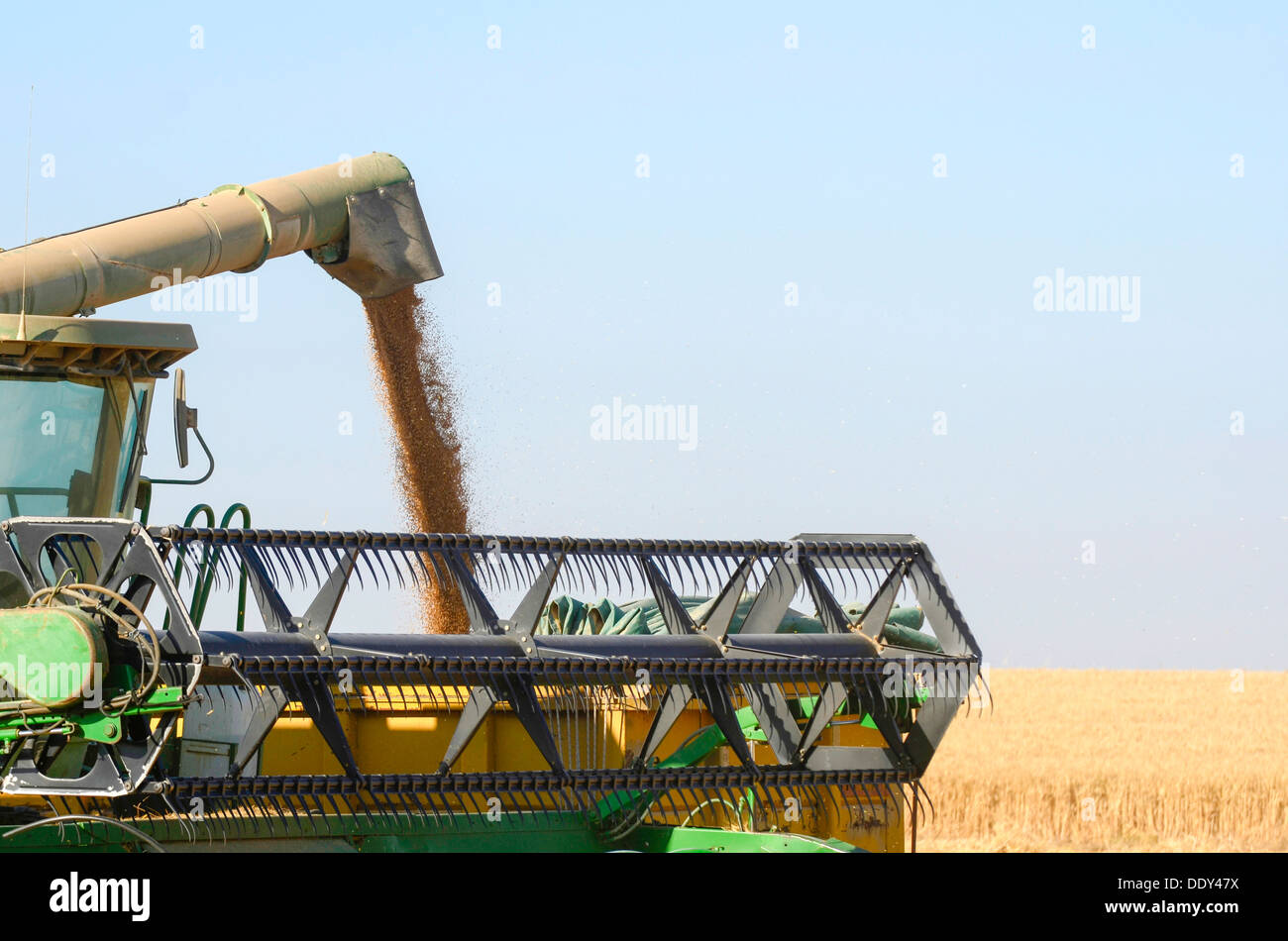 Wheat harvesting grain flows from the combine Stock Photo - Alamy