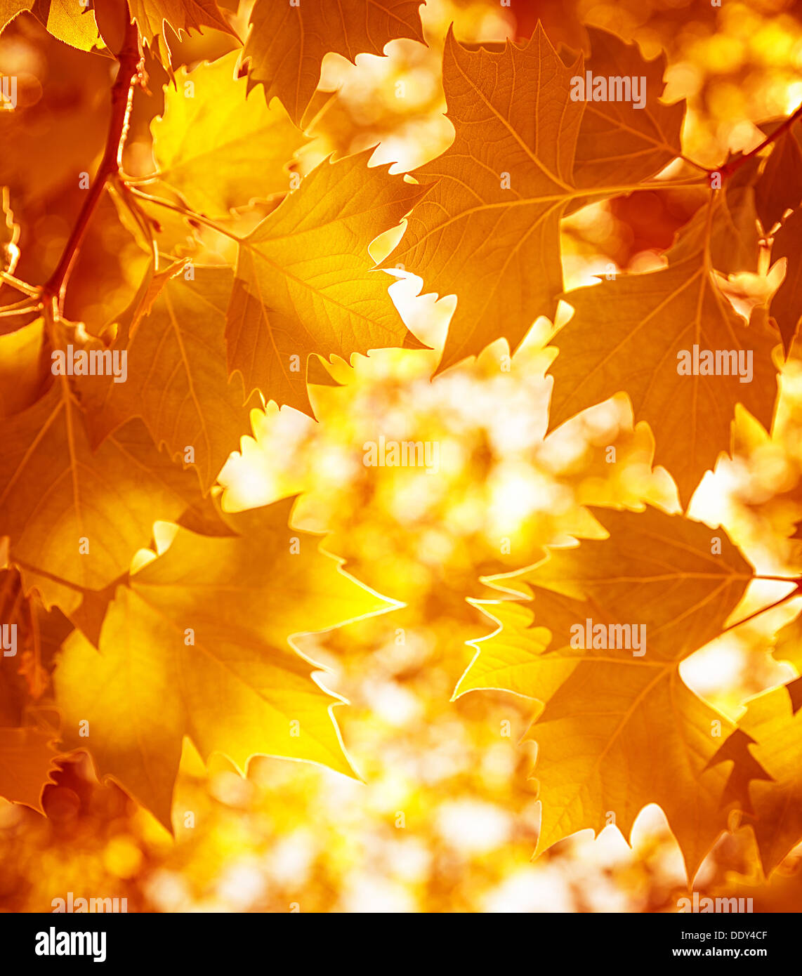 Dry autumnal leaves background, golden maple tree foliage, bright ...