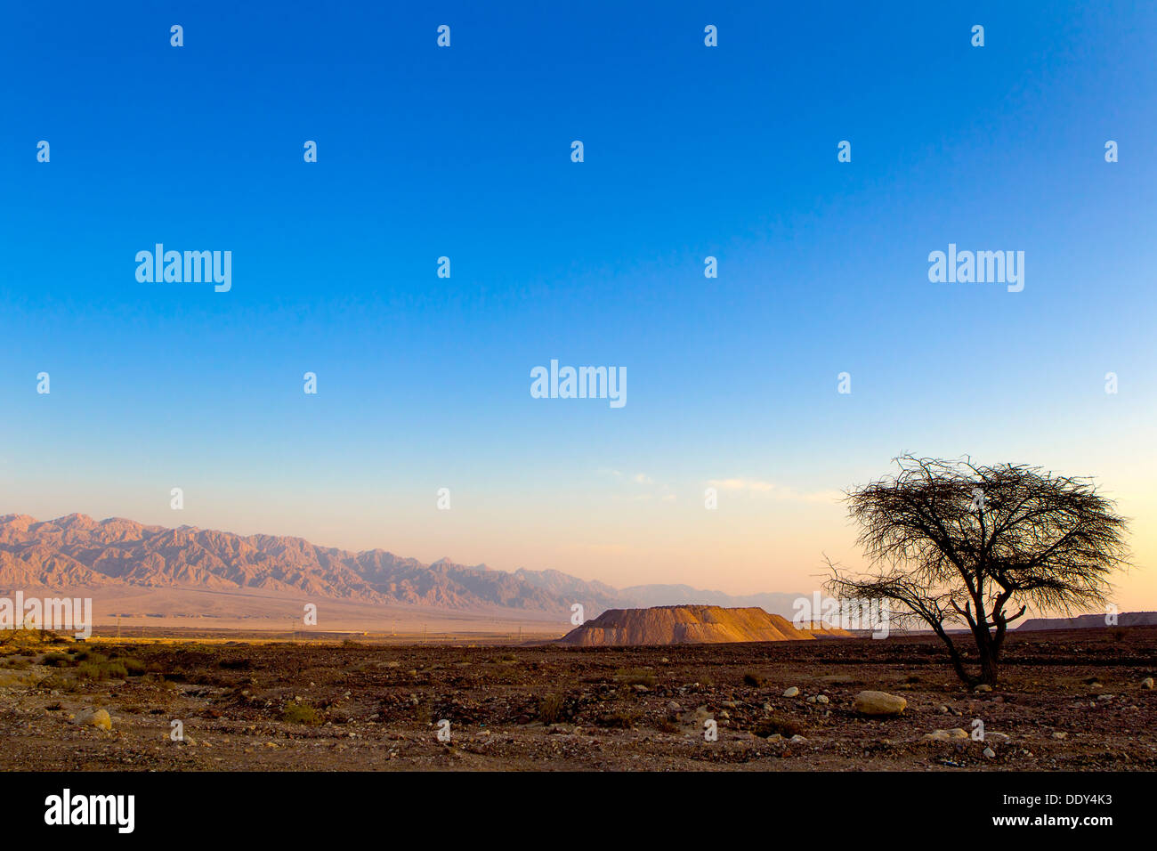 Acacia desert israel tree hi-res stock photography and images - Alamy