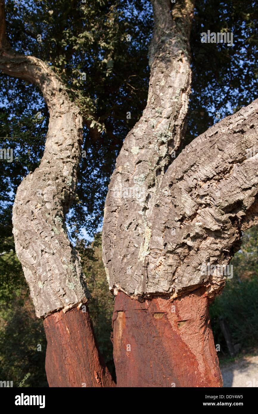 Cork oaks forest sardinia hi-res stock photography and images - Alamy
