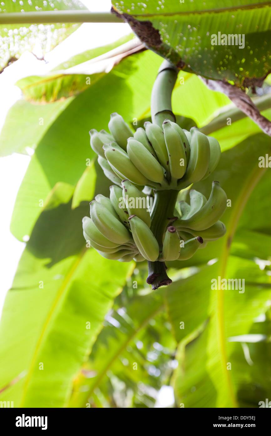 Ranchi india hi-res stock photography and images - Alamy