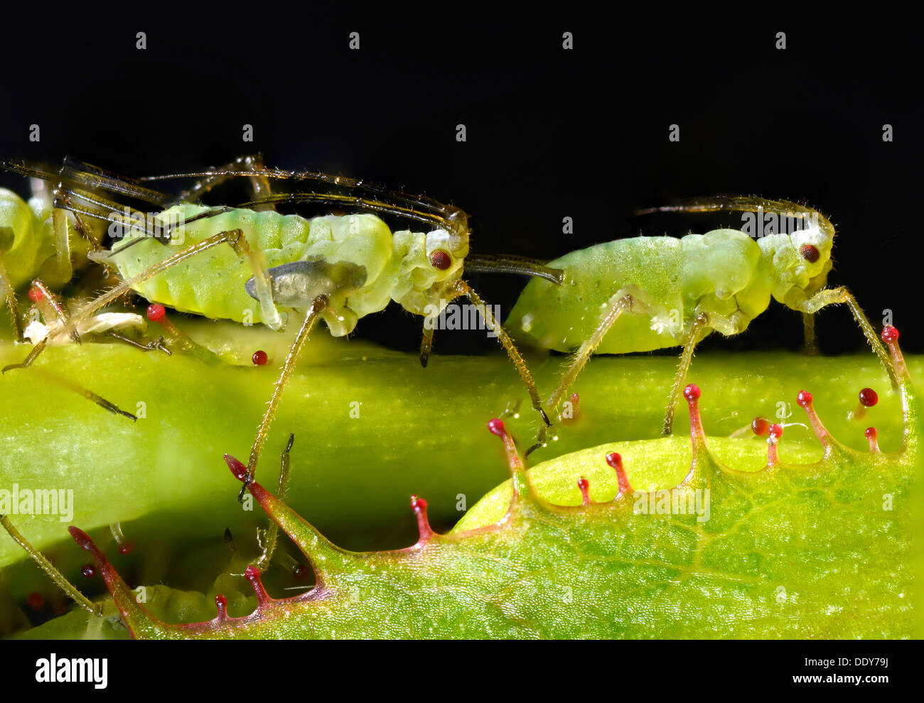 Large Rose Aphids (Macrosiphum rosae), colony, pests on a Rose (Rosa ...