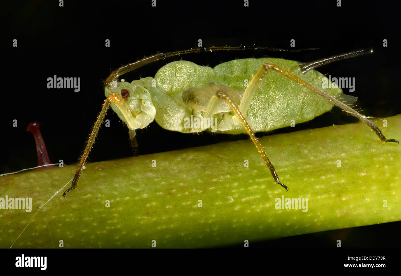 Rose aphid hi-res stock photography and images - Alamy