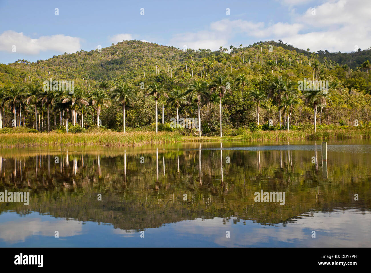 El palmar hi-res stock photography and images - Alamy