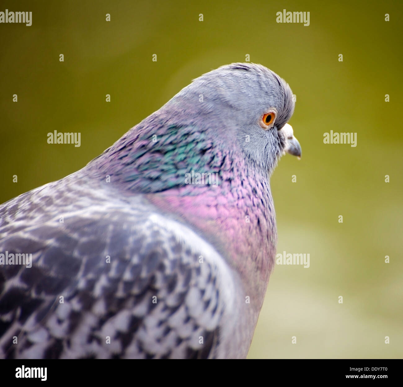 Purple Pigeon High Resolution Stock Photography and Images - Alamy