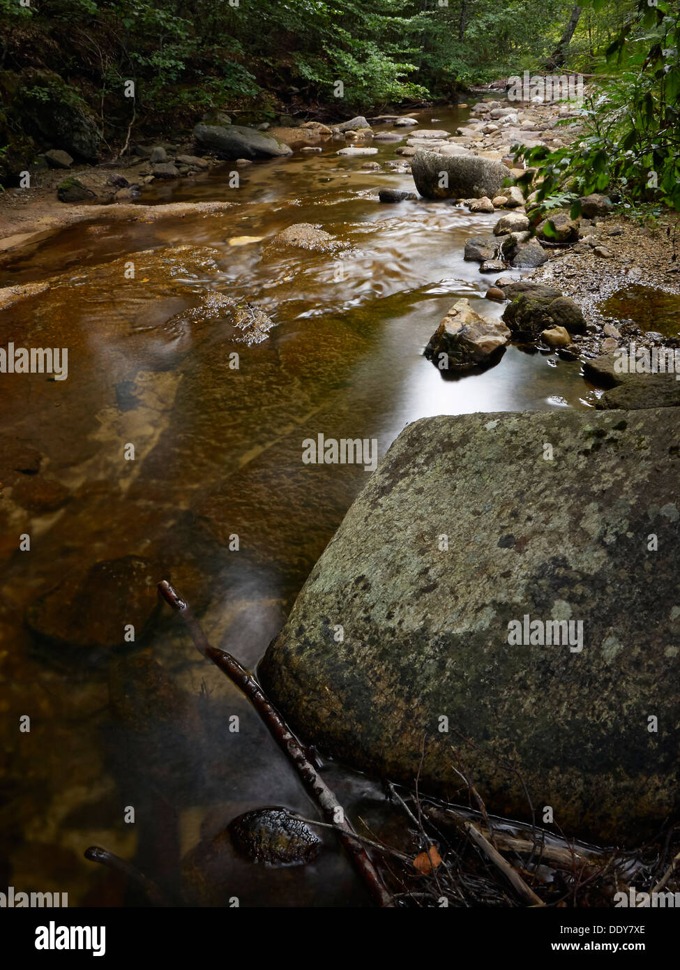 Stream in the forest Stock Photo - Alamy