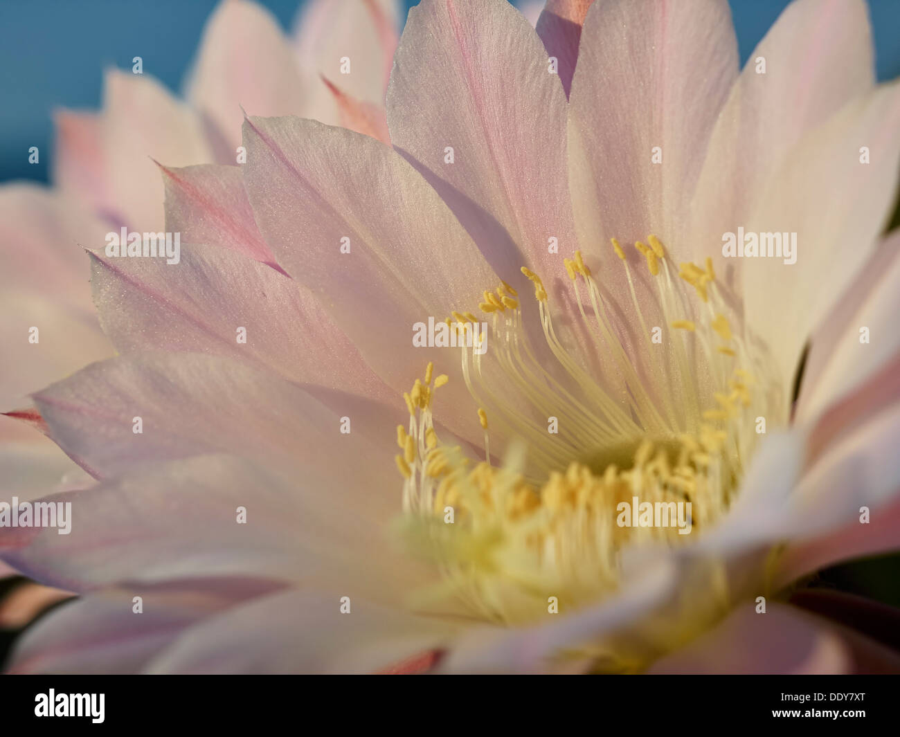 Violet flower of Cactus Stock Photo - Alamy