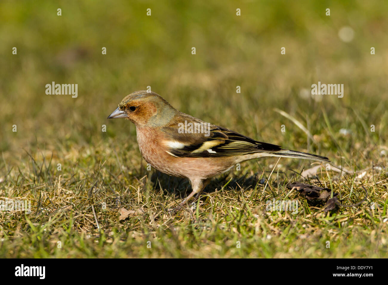 Eurasian Chaffinch High Resolution Stock Photography and Images - Alamy