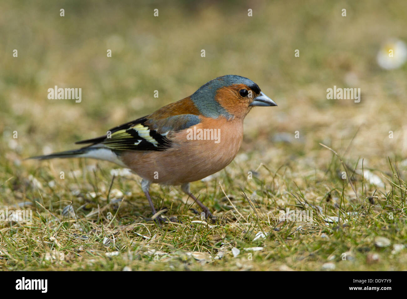 Eurasian chaffinch hi-res stock photography and images - Alamy